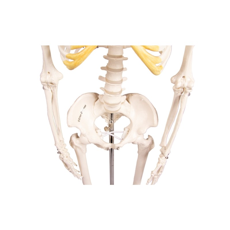 Miniature Model Skeleton Tom | Health and Care